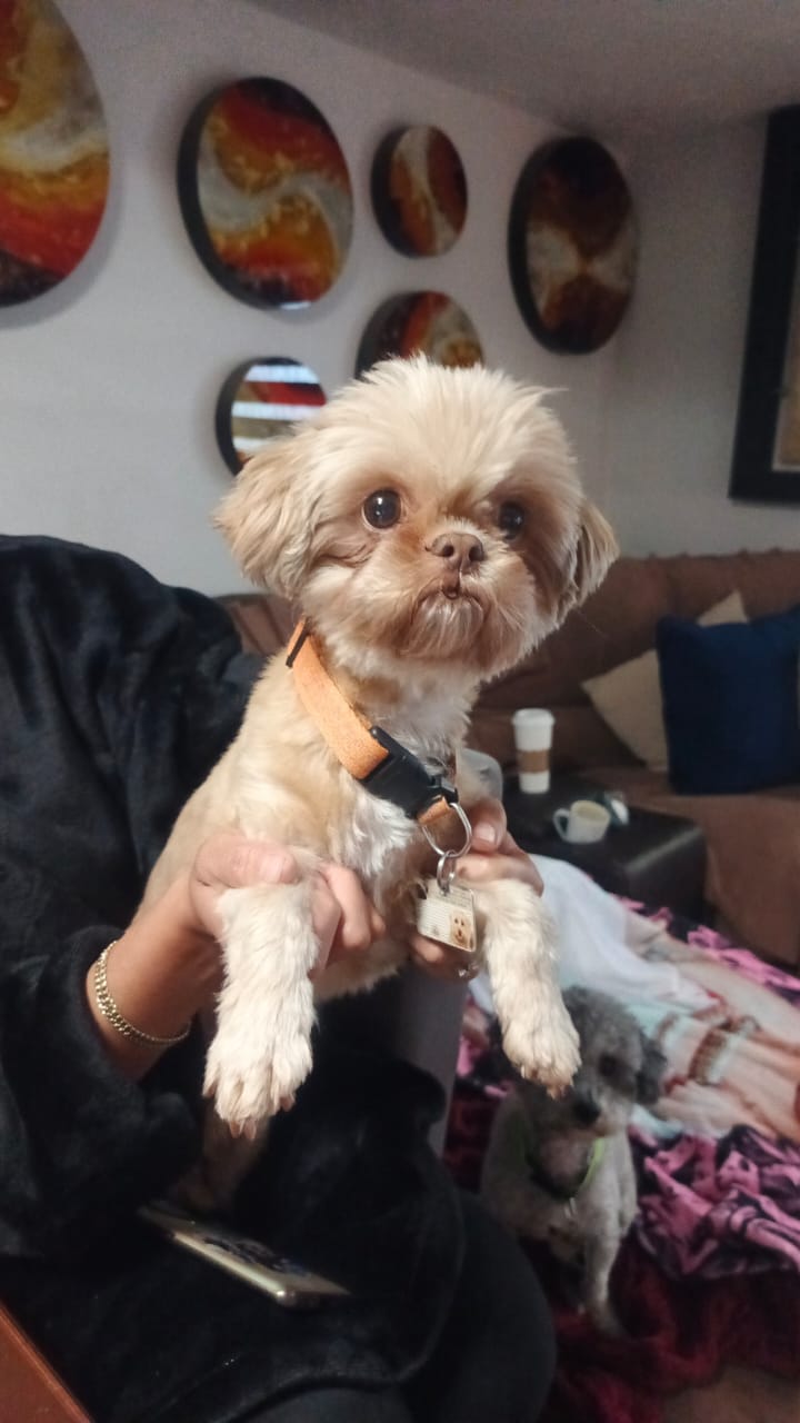 Protección Animal Zapopan